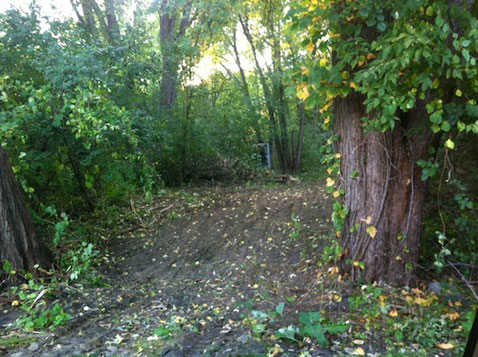 Silver Maple Forest get injunction hearing as condos’ development looks ...