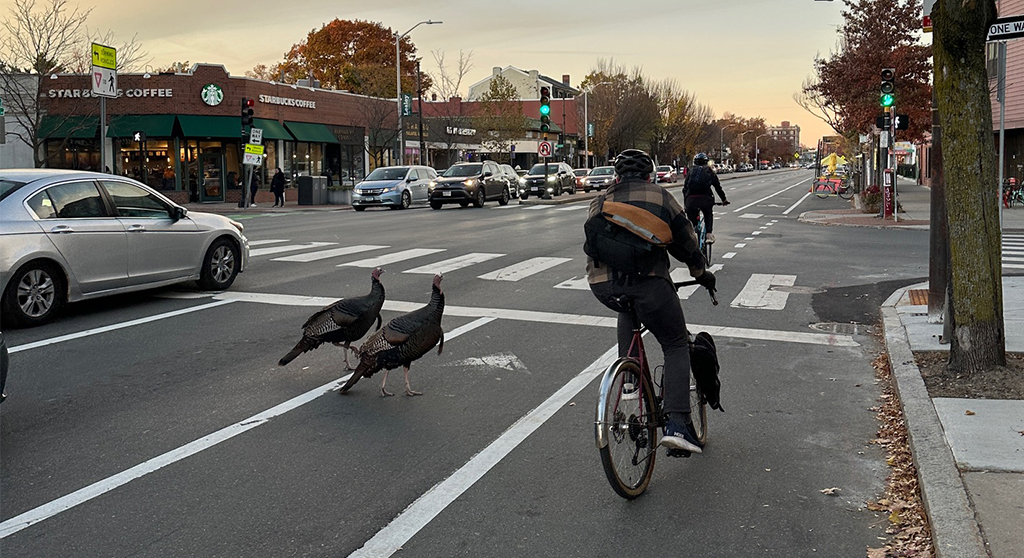 The great urban turkey hunt - Cambridge Day